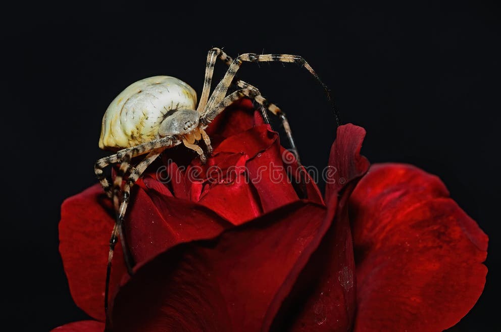 A spider on a red rose stock image. Image of embroidery - 352478737