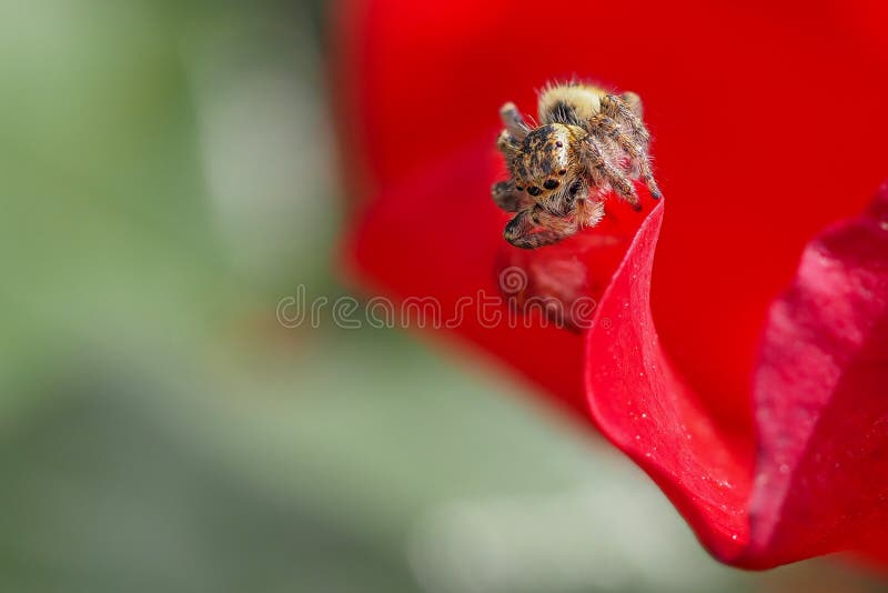 Spider on red rose petal stock image. Image of abstract - 219536727