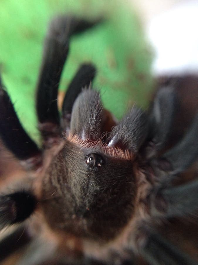 Spider stock photo. Image of spider, redrump, rump, tarantula - 97309506