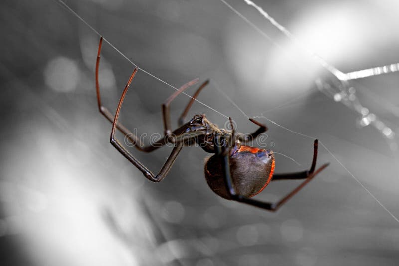 Spider, Red-back, Male and Female Relative Sizes Stock Photo - Image of ...