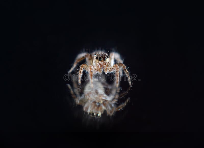 Spider with Reflection and Black Background and Facing Front Side Stock ...