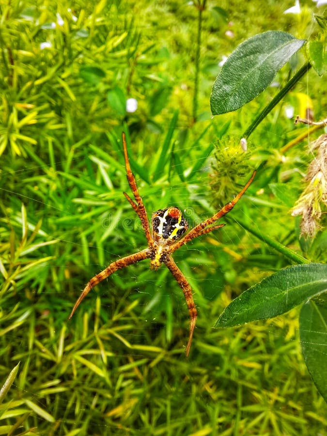 A Spider Resting in Its Web Stock Image - Image of meadow, green: 217418733