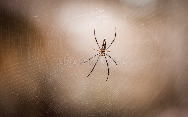 Spider stock photo. Image of capture, arthropod, chelicerates - 49538536