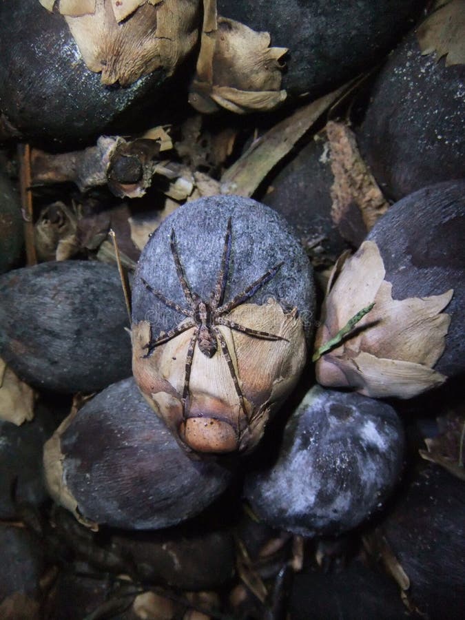 Attalea Cohune Stock Photos - Free & Royalty-Free Stock Photos from ...