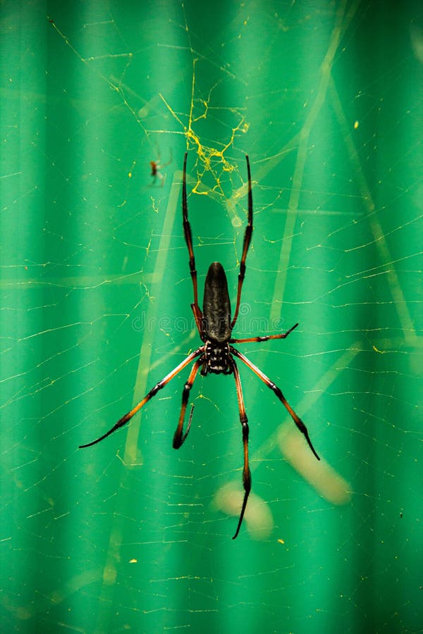 Great spider in freedom stock image. Image of resting - 269936687