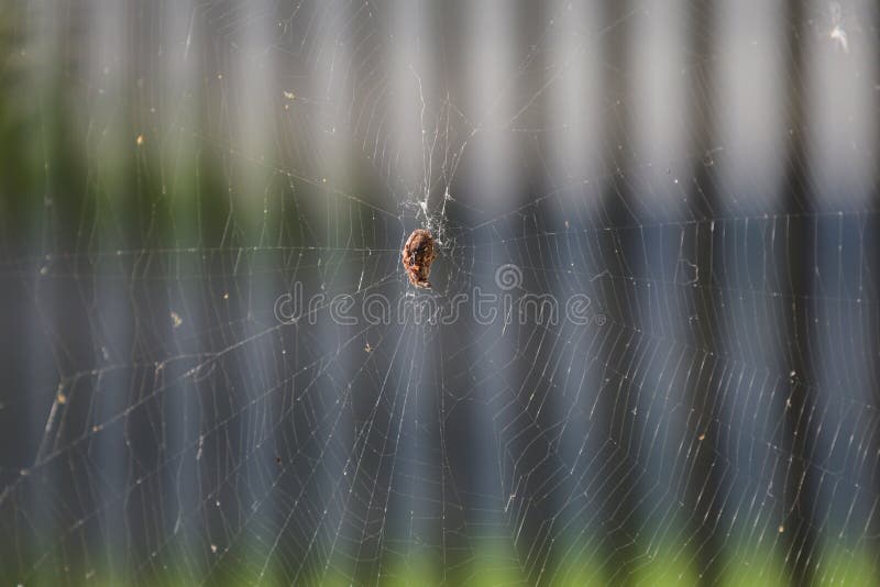Spider resting on web stock photo. Image of silk, habitat - 371584840