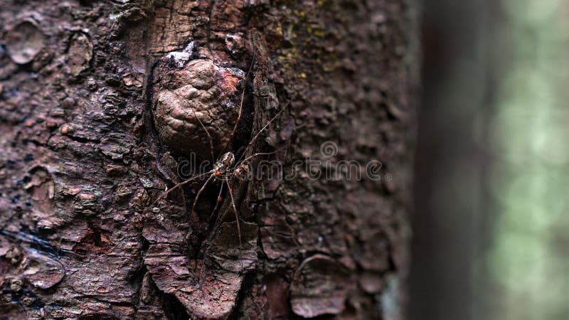 A Spider Rests on the Rough Bark of a Tree, Blending into the Natural ...