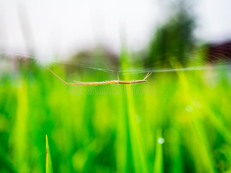 Spider in rice field stock photo. Image of asia, crop - 88472126