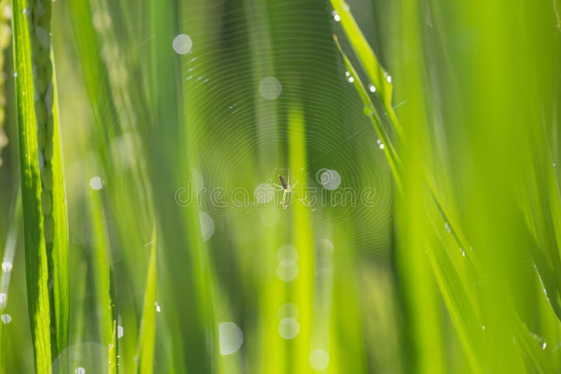 Spider in Rice field stock image. Image of defocused - 48366377