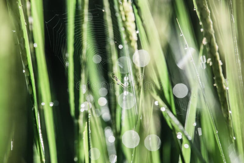 Spider in Rice field stock photo. Image of abstract, agriculture - 48366438