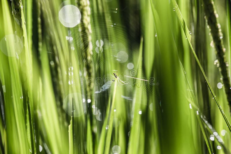 Spider on Rice field stock image. Image of insect, abstract - 48366547