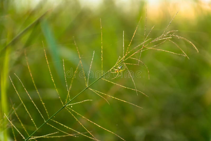 Spider on Rice Field Thailand Stock Photo - Image of beautyful, nice ...