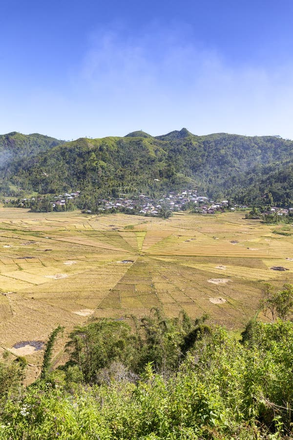 Spider Rice Fields Portrait Stock Photo - Image of nusa, golo: 126120348