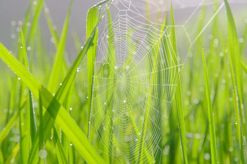 Spider Rice Fields stock photo. Image of nature, destination - 126120316