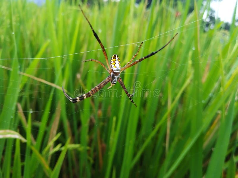 A Spider among the Rice Stalks. Stock Photo - Image of spider, stalks ...