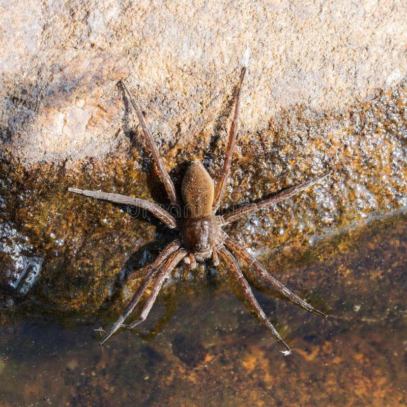 Spider on a rock stock photo. Image of brown, pond, wildlife - 82641782
