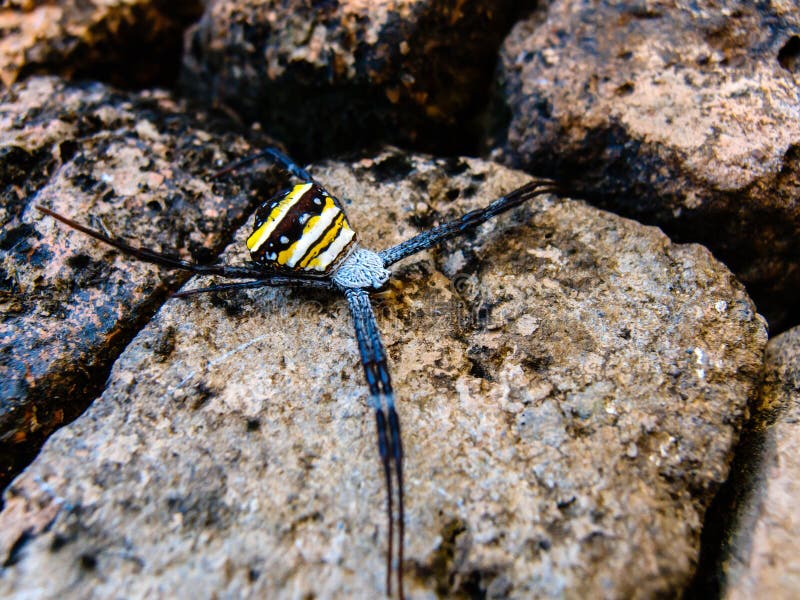 Spider on the Rocks stock photo. Image of sitting, rialto - 99917030