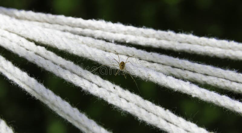 Spider on ropes stock photo. Image of insect, spider - 42511054