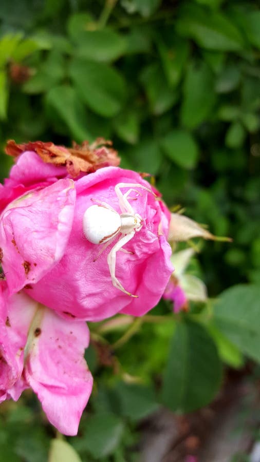 Spider stock photo. Image of garden, rose, spider, white - 72550550