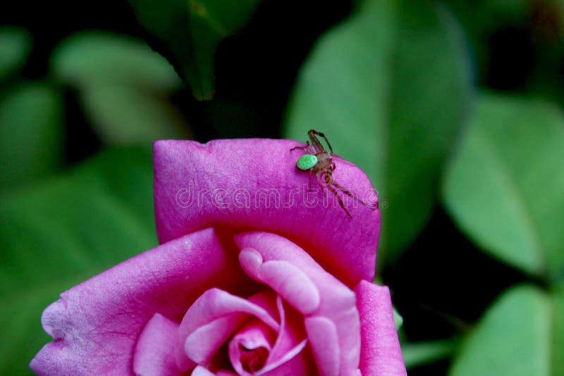 Spider on the rose. stock photo. Image of caterpillar - 96391402