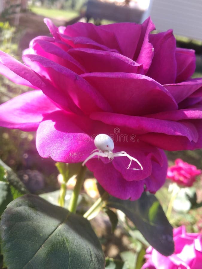 Spider Rose Stock Photos - Download 962 Royalty Free Photos