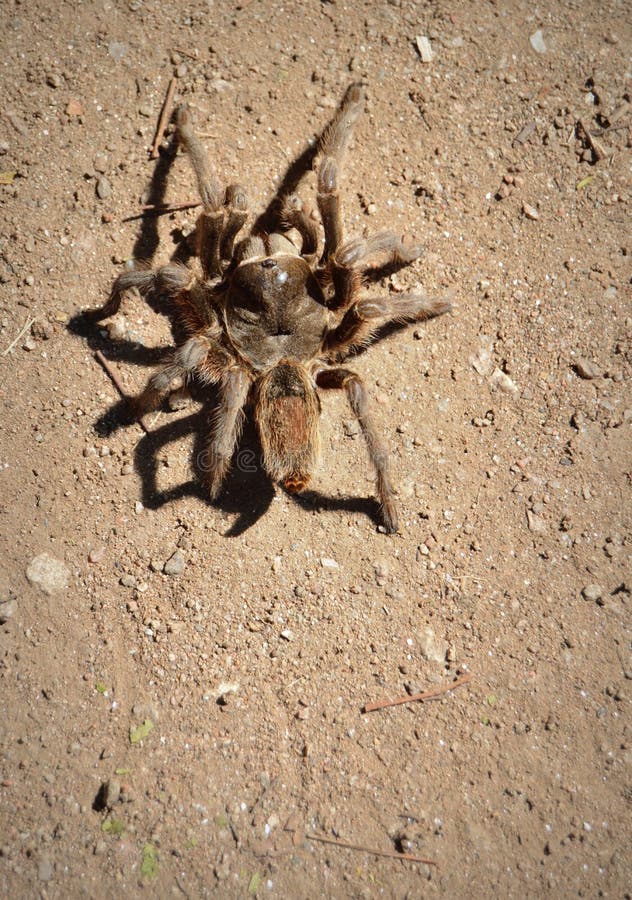 Spider stock image. Image of details, creepy, land, wildlife - 65181361