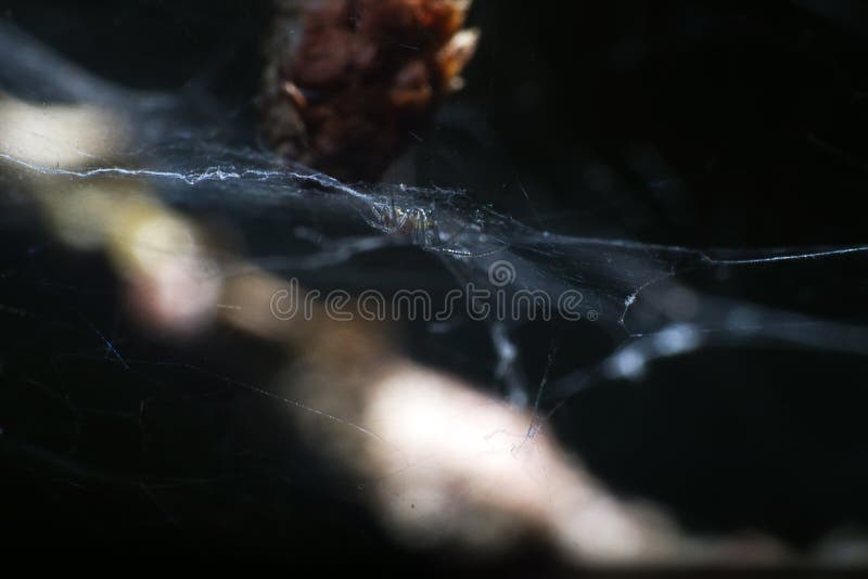 In spider s den stock image. Image of murderer, kill - 148895021