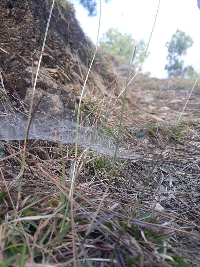 Spider& x27;s fly trap stock image. Image of wetland - 259624869