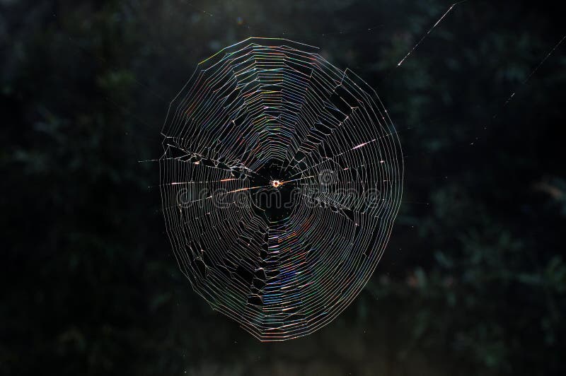 Spider Web without the Spider Stock Photo - Image of spiderweb, connect ...