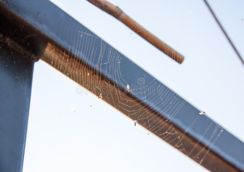 Spider`s job stock photo. Image of hole, fixing, black - 85736032
