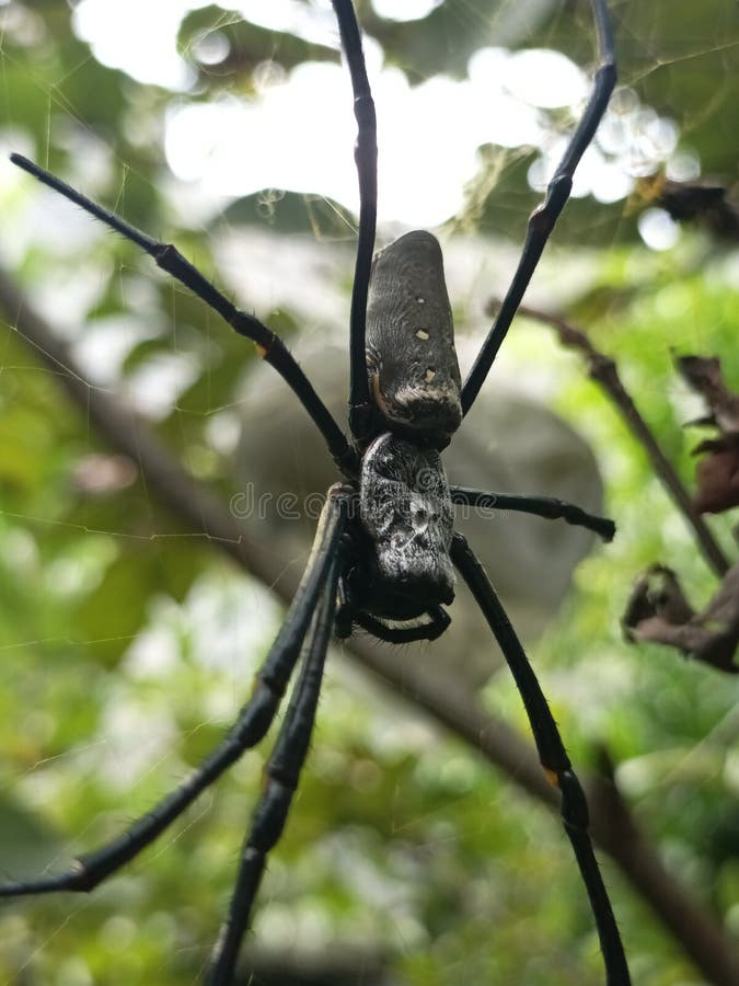 Black Spider S on Guava Tree Stock Photo - Image of tree, spider: 243369142
