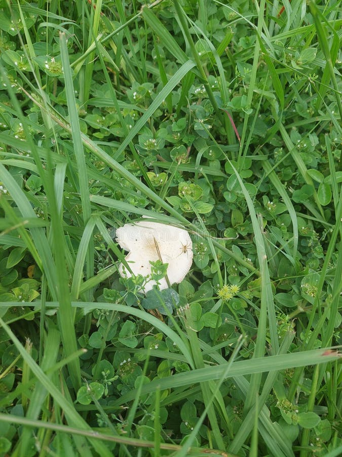 Spider& X27;s Mushroom FL Ucf Stock Image - Image of outside, spiders ...