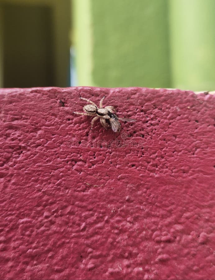 Spider& X27;s Preying on Housefly Stock Photo - Image of brown, leaf ...