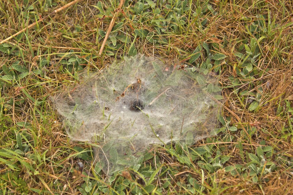 Spider s web stock image. Image of snare, grass, nature - 25200265