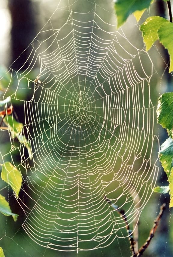 Spider s web stock photo. Image of snare, entangle, intricacy - 591576