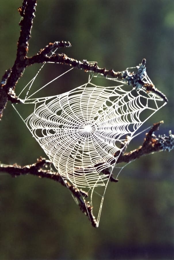 Spider s web stock image. Image of snare, lace, closeup - 591577