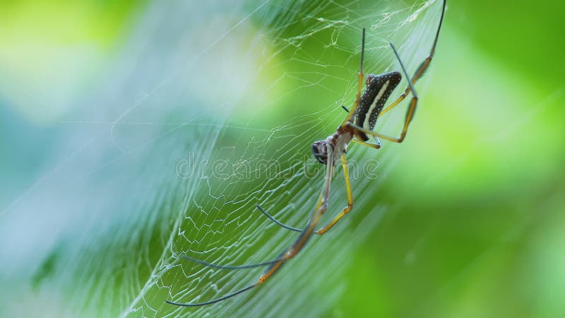 A Spider in a Spider S Web in the Amazon Rain Forest in Ecuador. Stock ...