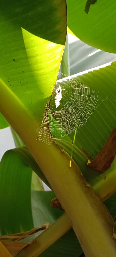 Spider S Web in Banana Plant Stock Photo - Image of invertebrate ...