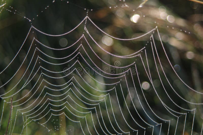 Spider s web stock photo. Image of catch, captured, spiders - 34719018