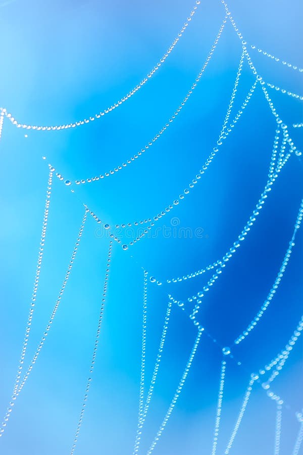 Spider S Web On Blue Background Stock Photo - Image of background ...