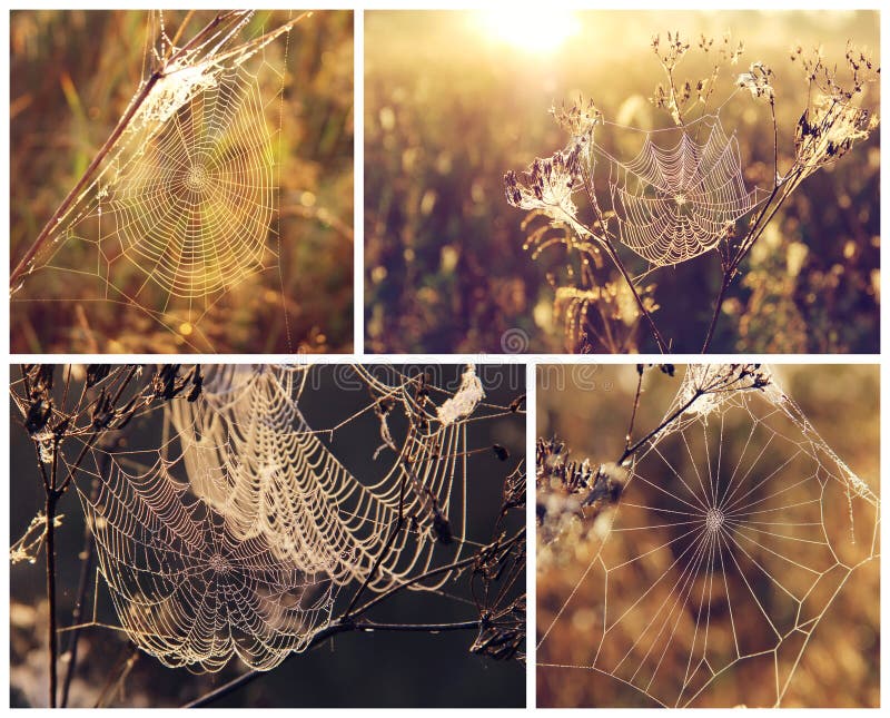 Spider in nature, Collage stock image. Image of style - 105307835