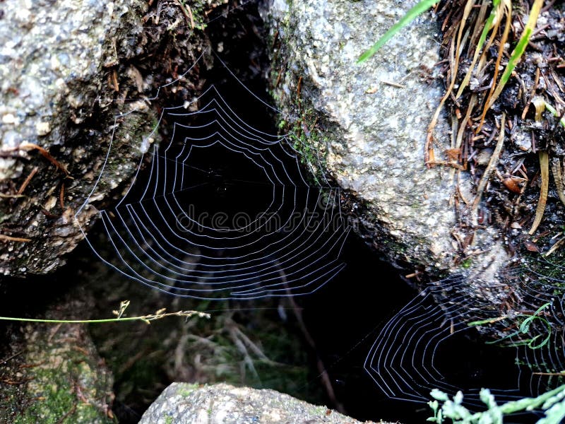 The Spider S Web Can Be Seen because it is Stretched into the Entrance ...