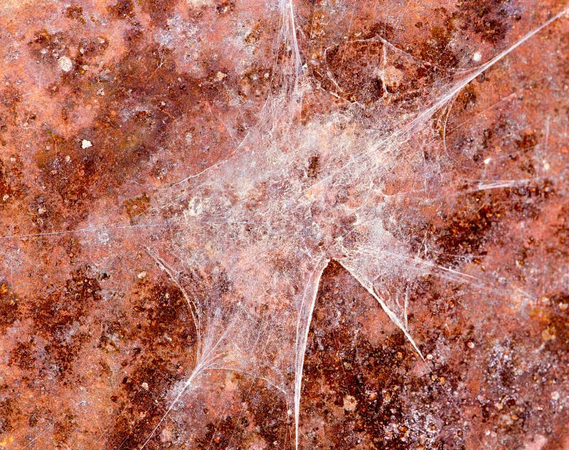 Spider`s web. close-up stock photo. Image of strands - 101323620