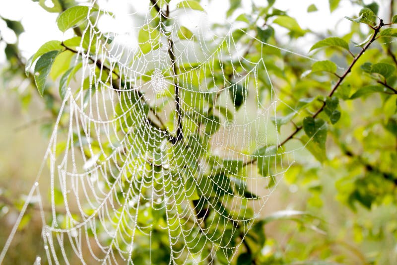 Spider Web On A Green Tree Branch Stock Image - Image of field, flora ...