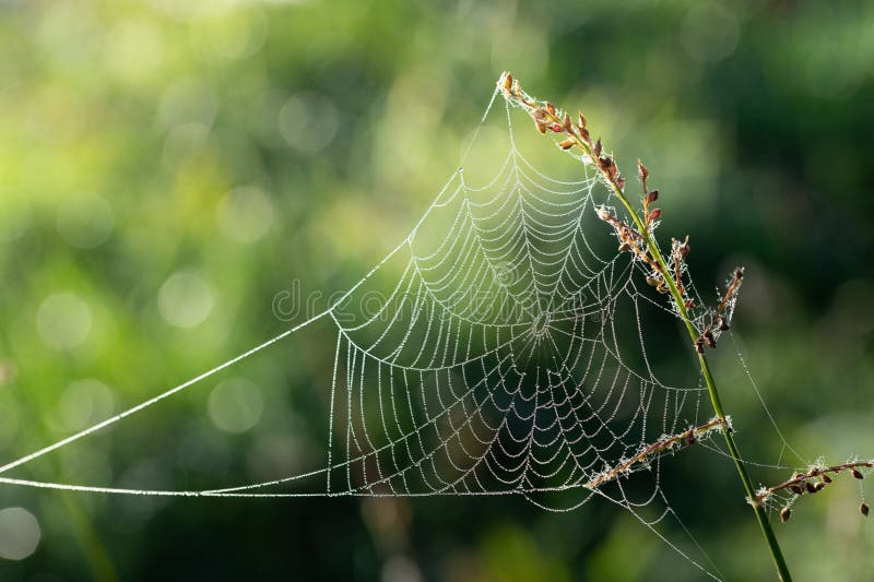 A Spider S Web Hangs between Dry Branches in the Fall. Stock Image ...