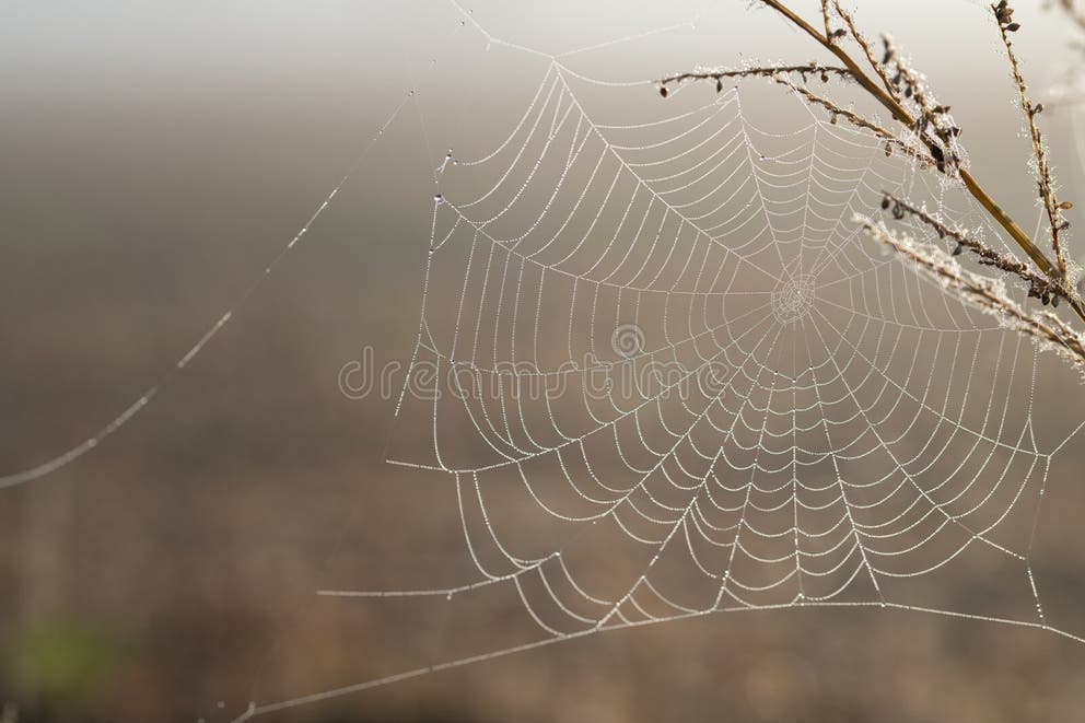 A Spider S Web Hangs between Dry Branches in the Fall. Stock Photo ...