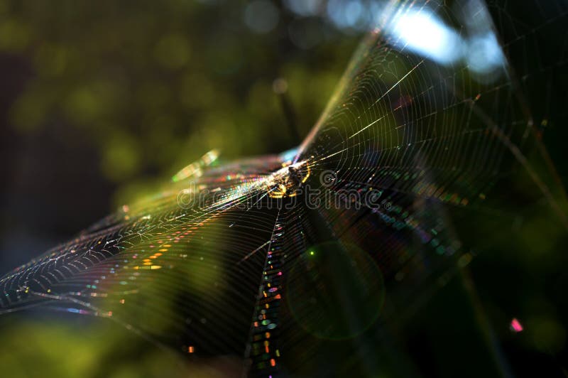Spider Web Illuminated by Sunlight Stock Image - Image of nature ...