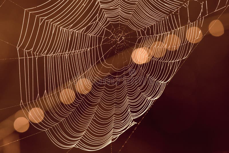 Spider`s Web with Light Spots in Background Stock Image - Image of drop ...