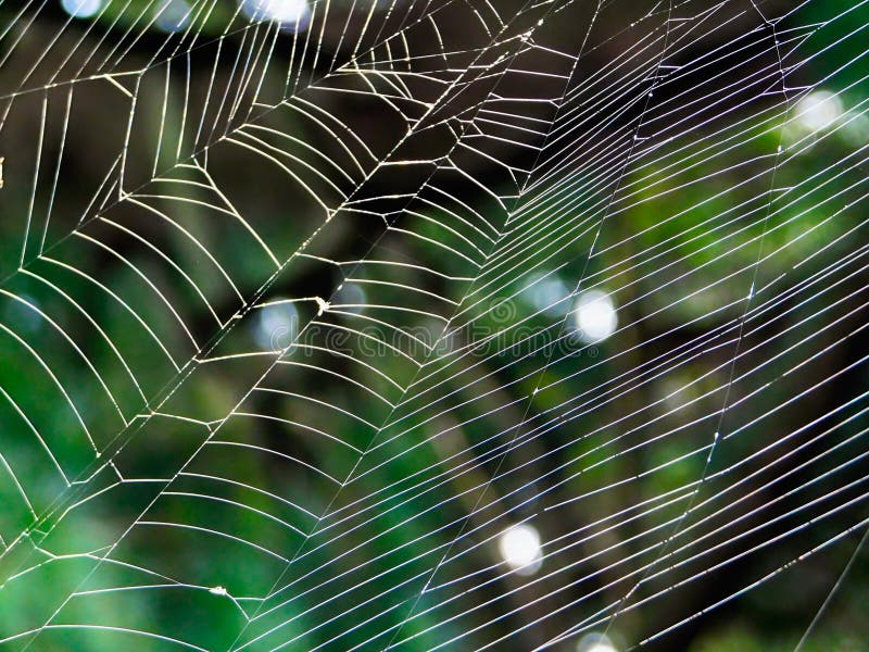 A Spider`s Web in the Morning Light Stock Photo - Image of details ...