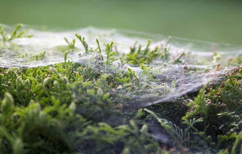 Spiders web stock photo. Image of cobweb, summer, arachnid - 41309630